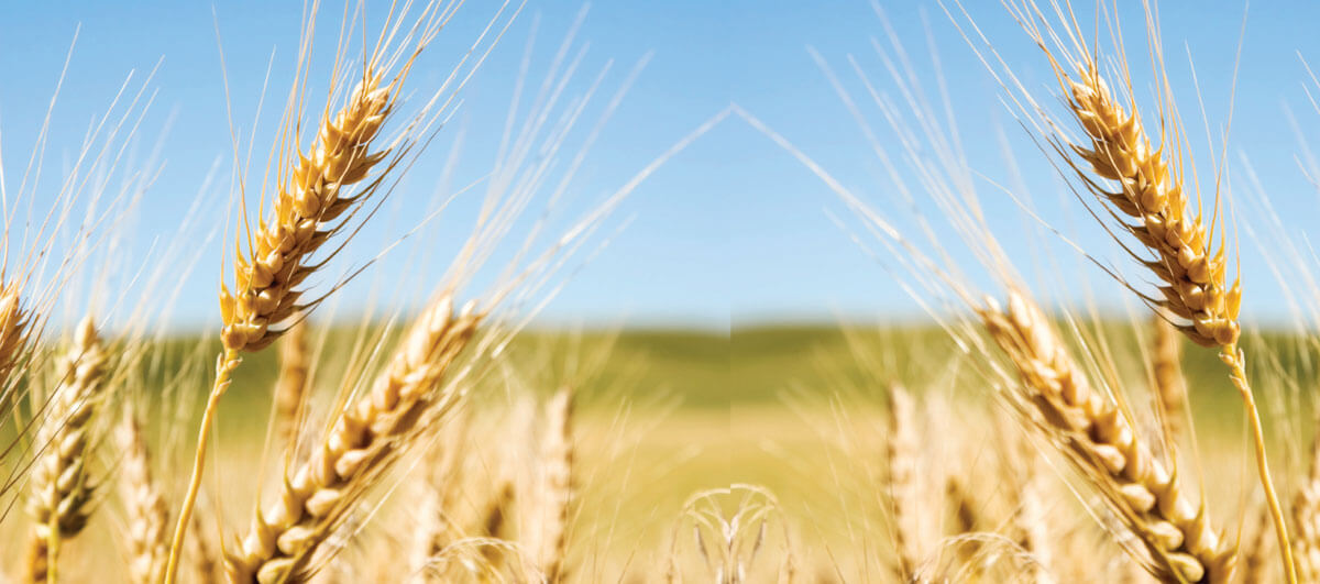 With Gift of Finest Wheat – Good Ground Press